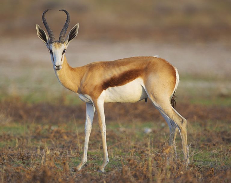 Hunting Springbok Namibia | Springbok Hunting Safaris | Springbok Hunts
